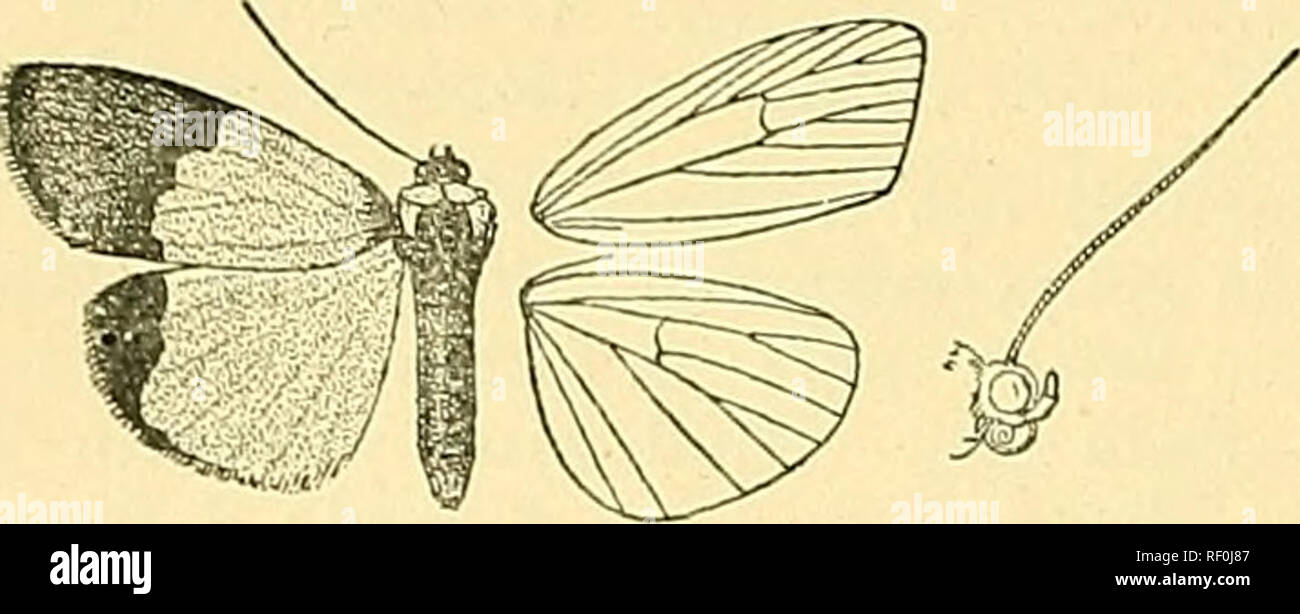 . Catalogue of the Lepidoptera Phalaenae in the British Museum. Moths ...