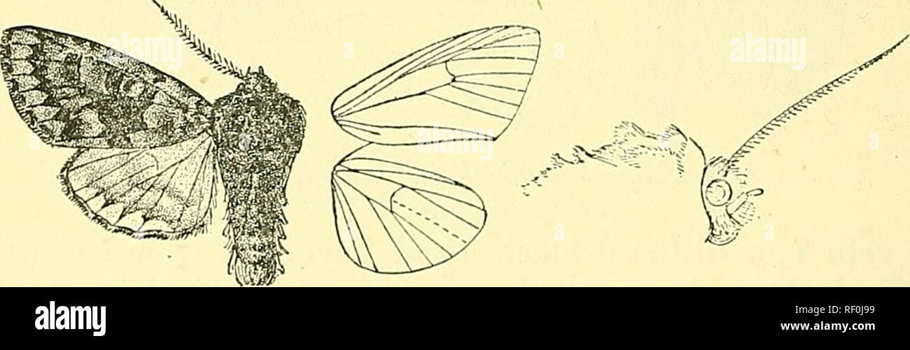 . Catalogue of the Lepidoptera Phalaenae in the British Museum. Moths ...