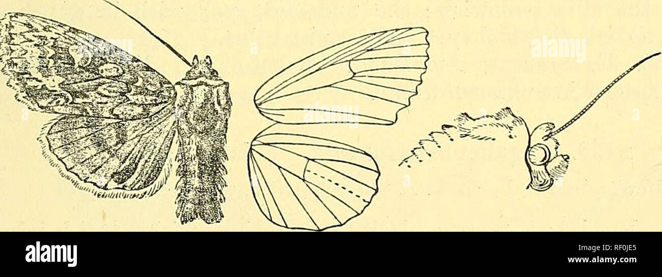 . Catalogue of the Lepidoptera Phalaenae in the British Museum. Moths ...