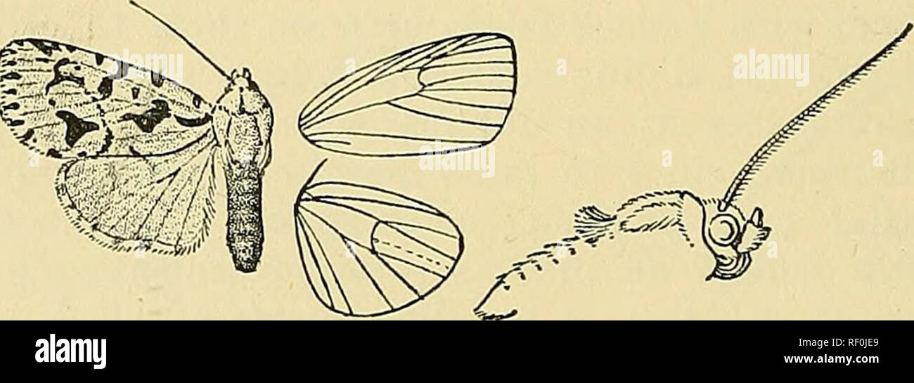 . Catalogue of the Lepidoptera Phalænæ in the British museum. Moths. 38 ...