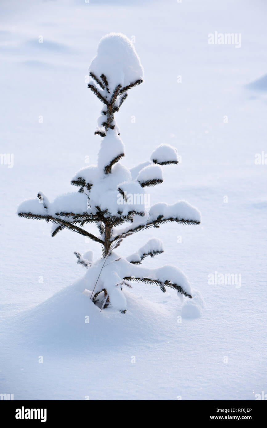 Picea abies winter hi-res stock photography and images - Alamy