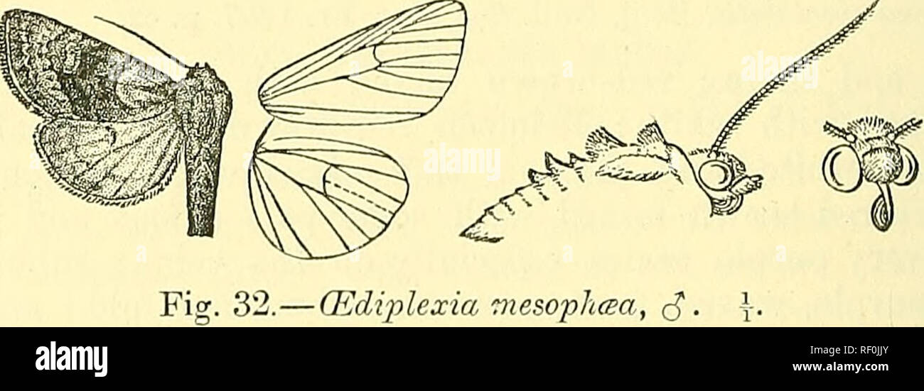 Fine lines in wings hi-res stock photography and images - Alamy