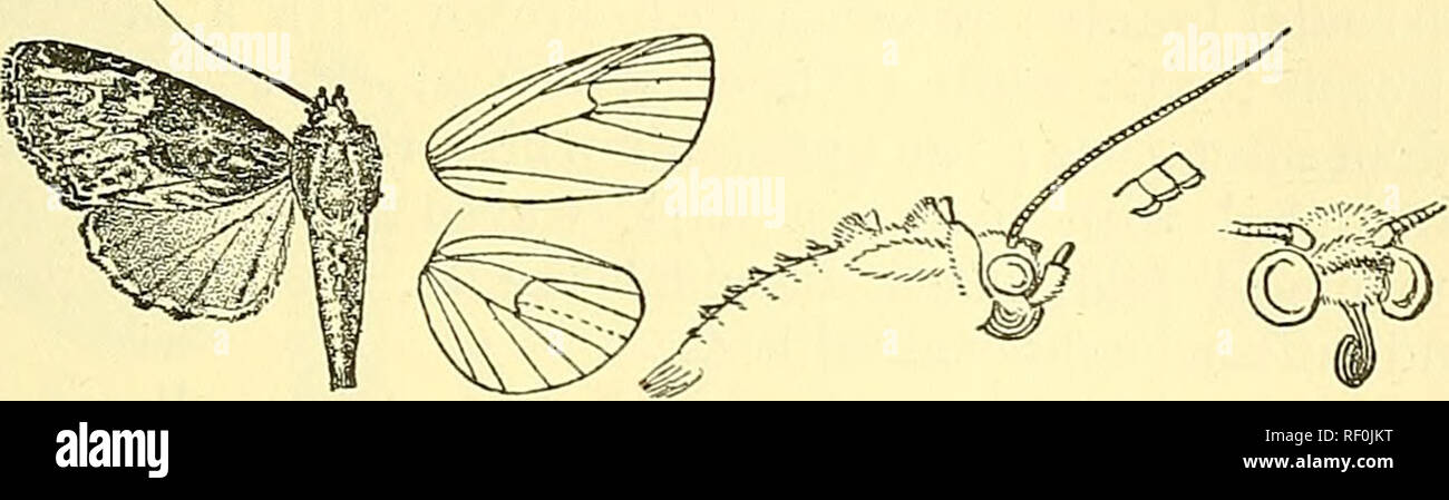 . Catalogue of the Lepidoptera Phalaenae in the British Museum. Moths ...