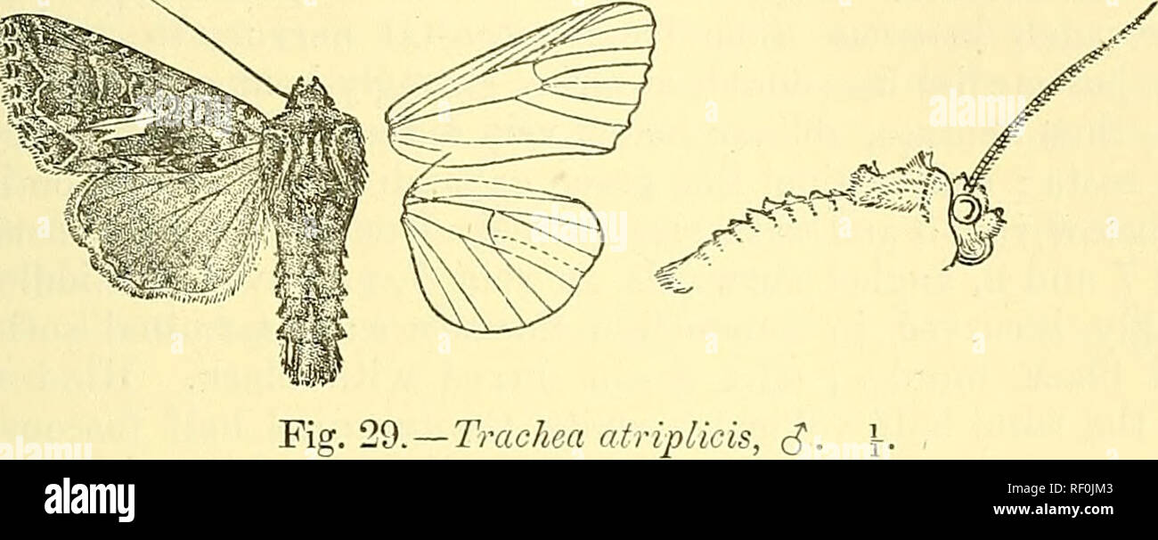 . Catalogue of the Lepidoptera Phalaenae in the British Museum. Moths ...