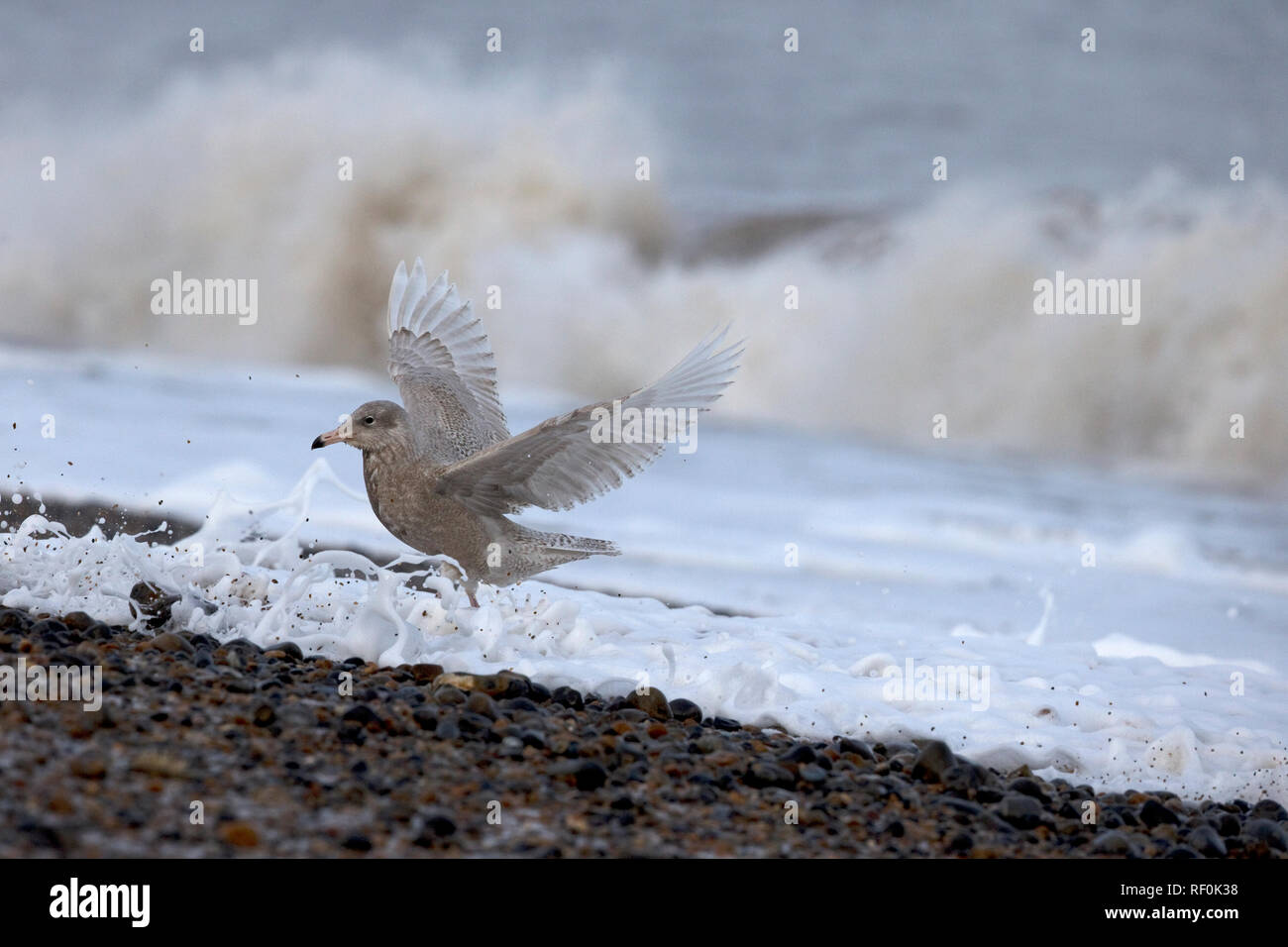 Glaucous Gull (Larus hyperboreus Stock Photo - Alamy