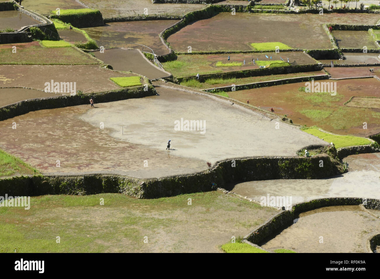 The beautiful UNESCO rice terraces in Hapao, Banaue, Mountain Province ...