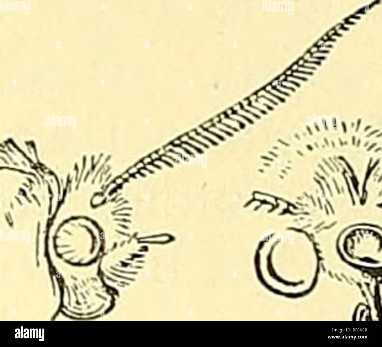 . Catalogue of the Lepidoptera Phalaenae in the British Museum. Moths ...