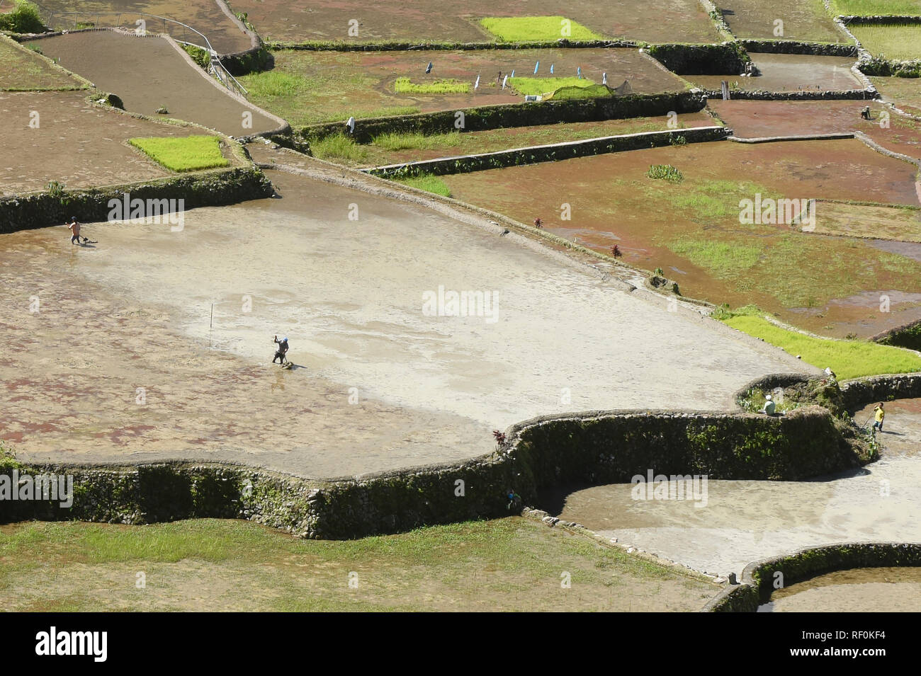 The beautiful UNESCO rice terraces in Hapao, Banaue, Mountain Province ...