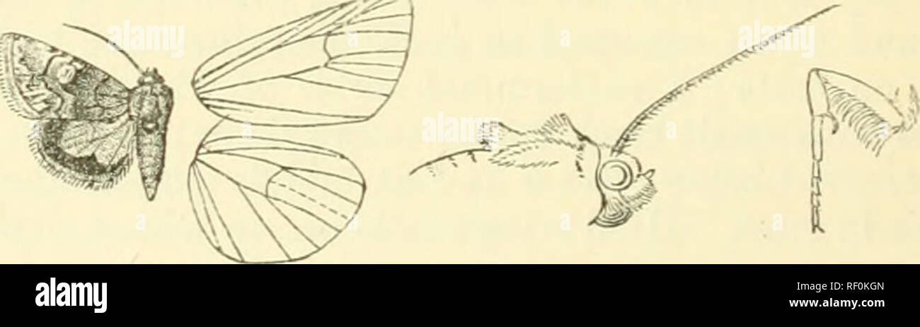 . Catalogue of Lepidoptera Phalaenae in the British Museum. Moths. -492 ...