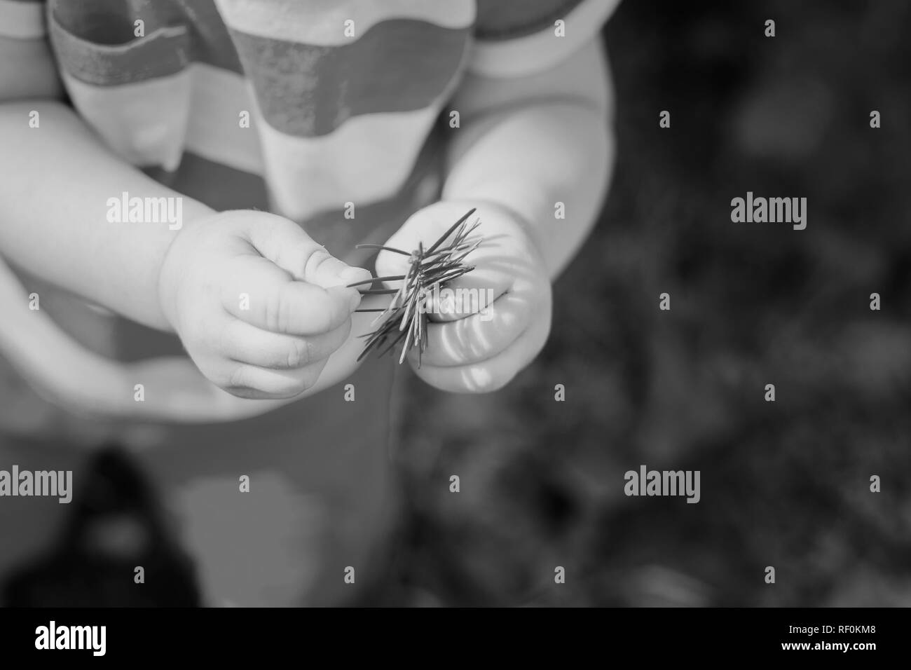 Fingers of baby holding small spruce twig Stock Photo - Alamy