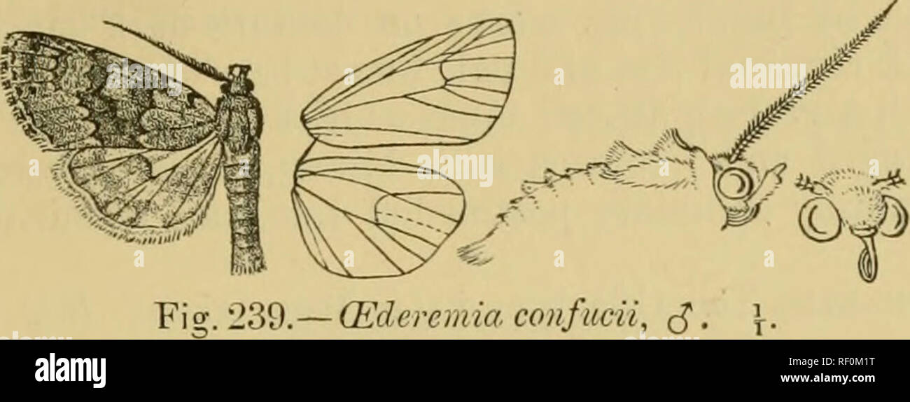 . Catalogue of the Lepidoptera Phalænæ in the British museum. Moths ...