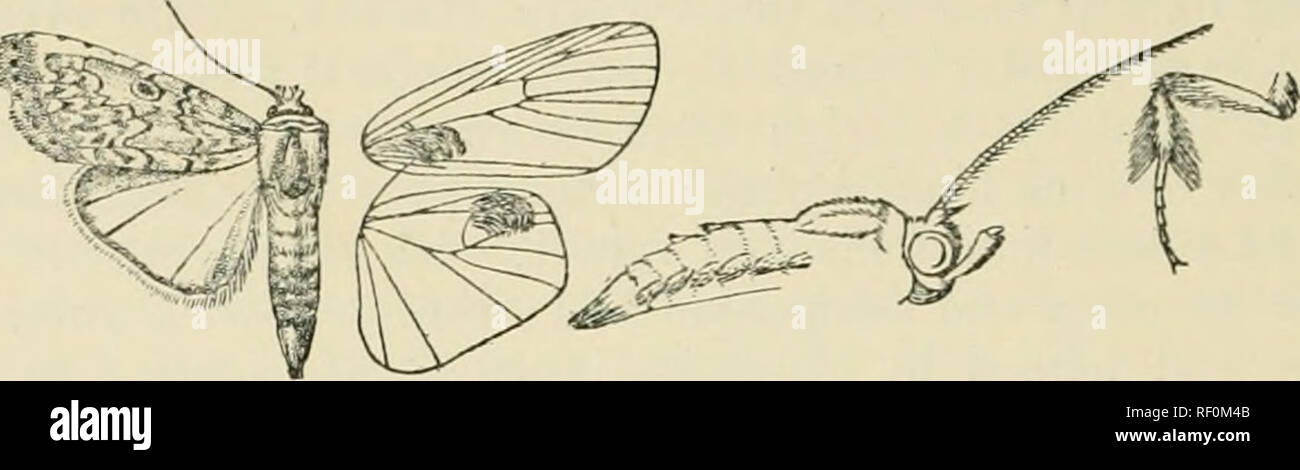 . Catalogue of Lepidoptera Phalaenae in the British Museum. Supplement ...