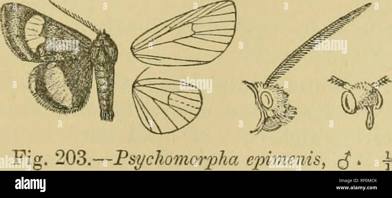 Bipectinate Antennae High Resolution Stock Photography and Images - Alamy