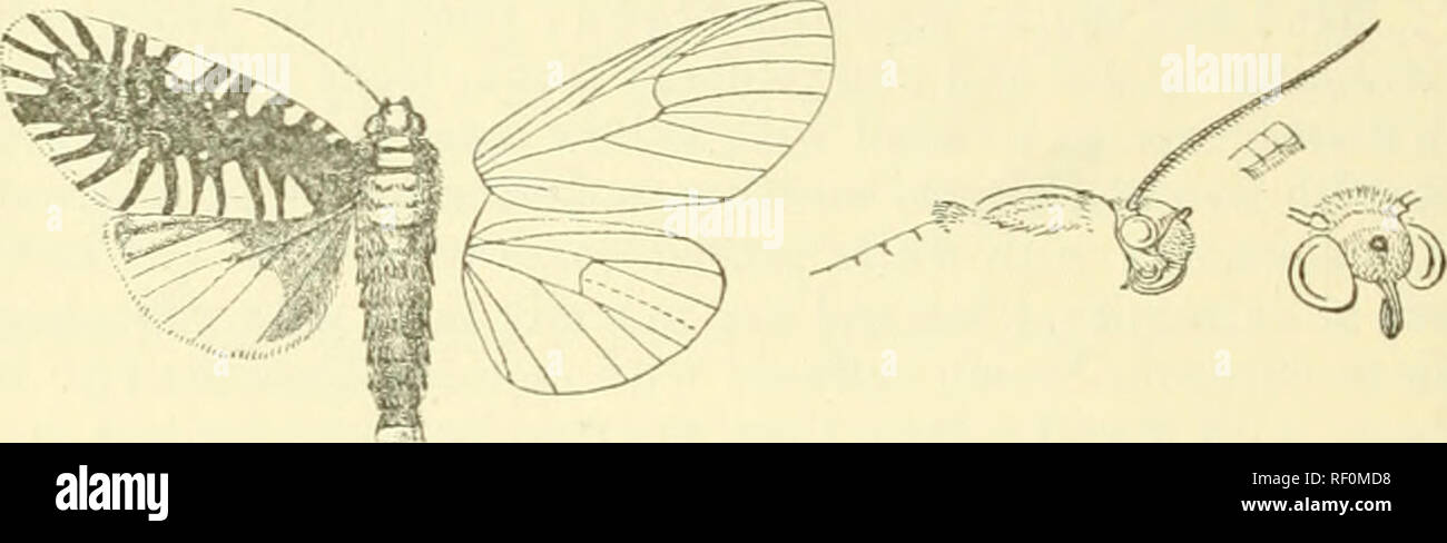 Apsarasa radians hi-res stock photography and images - Alamy