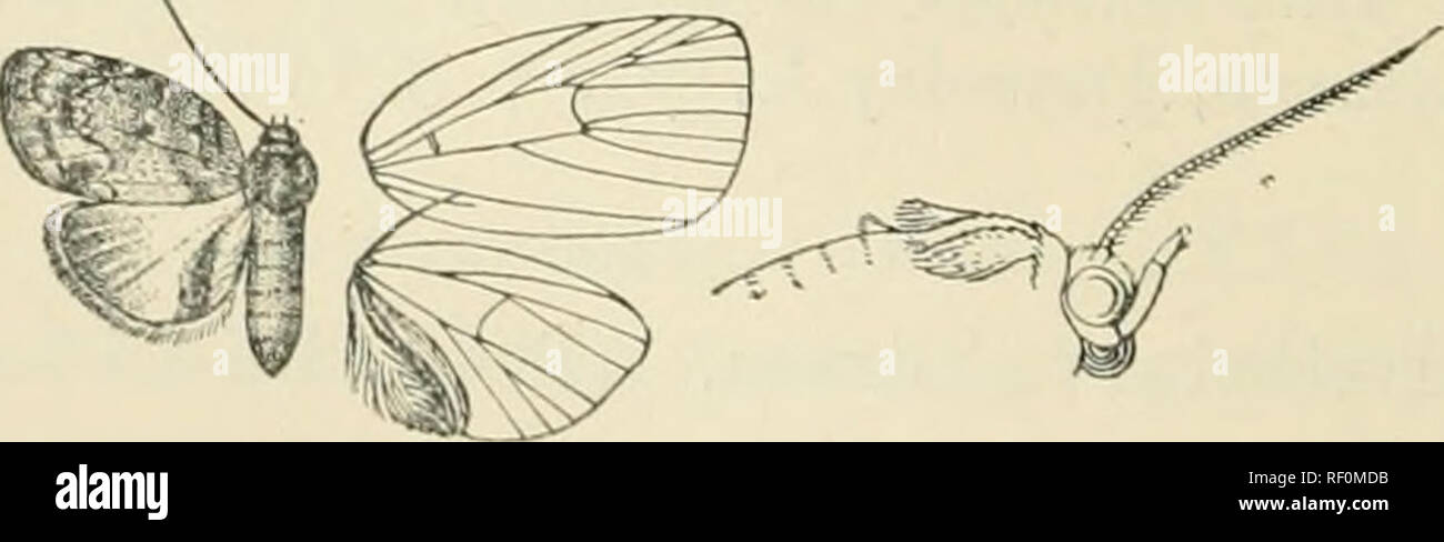 . Catalogue of Lepidoptera Phalaenae in the British Museum. Supplement ...