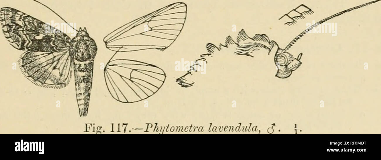 . Catalogue of Lepidoptera Phalaenae in the British Museum. Moths ...