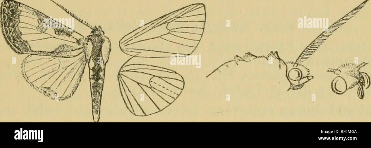 . Catalogue of the Lepidoptera Phalænæ in the British museum. Moths ...
