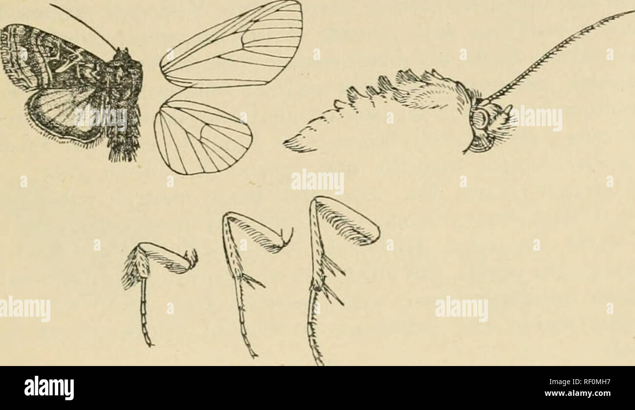 . Catalogue of Lepidoptera Phalaenae in the British Museum. Moths ...