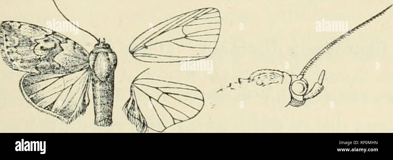 . Catalogue of Lepidoptera Phalaenae in the British Museum. Supplement ...