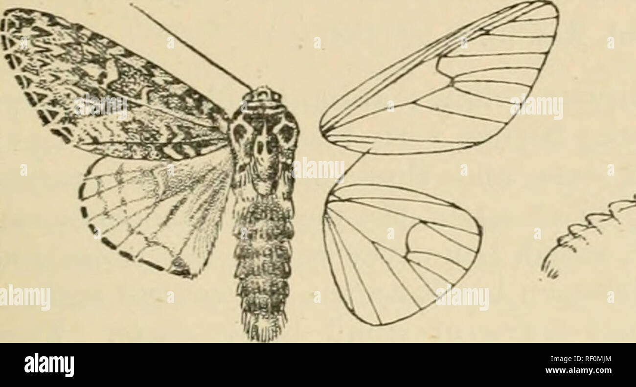 . Catalogue of Lepidoptera Phalaenae in the British Museum. Moths ...