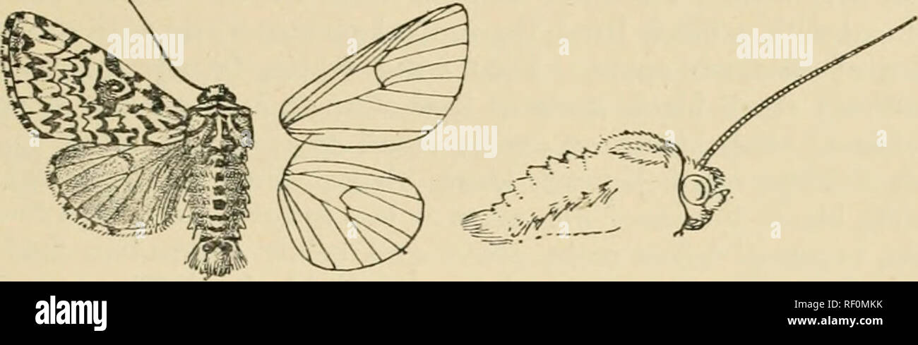 . Catalogue of Lepidoptera Phalaenae in the British Museum. Moths. mni ...