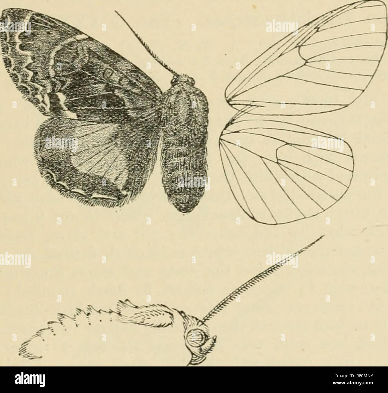 . Catalogue of Lepidoptera Phalaenae in the British Museum. Moths ...