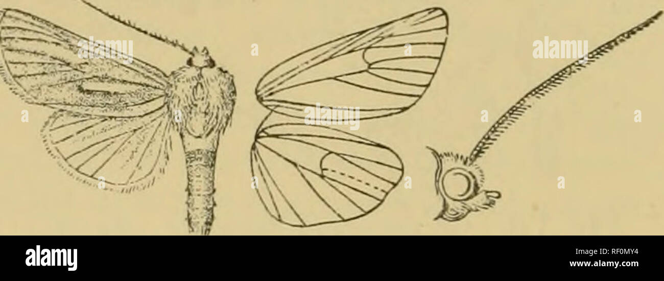 . Catalogue of the Lepidoptera PhalÃ¦nÃ¦ in the British museum. Moths ...