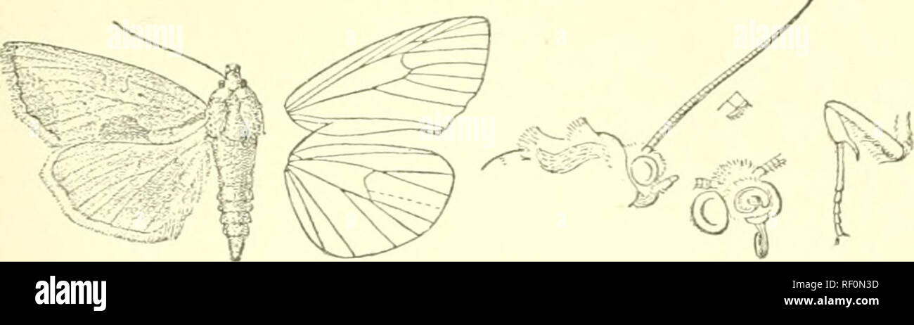 . Catalogue of Lepidoptera Phalaenae in the British Museum. Moths ...