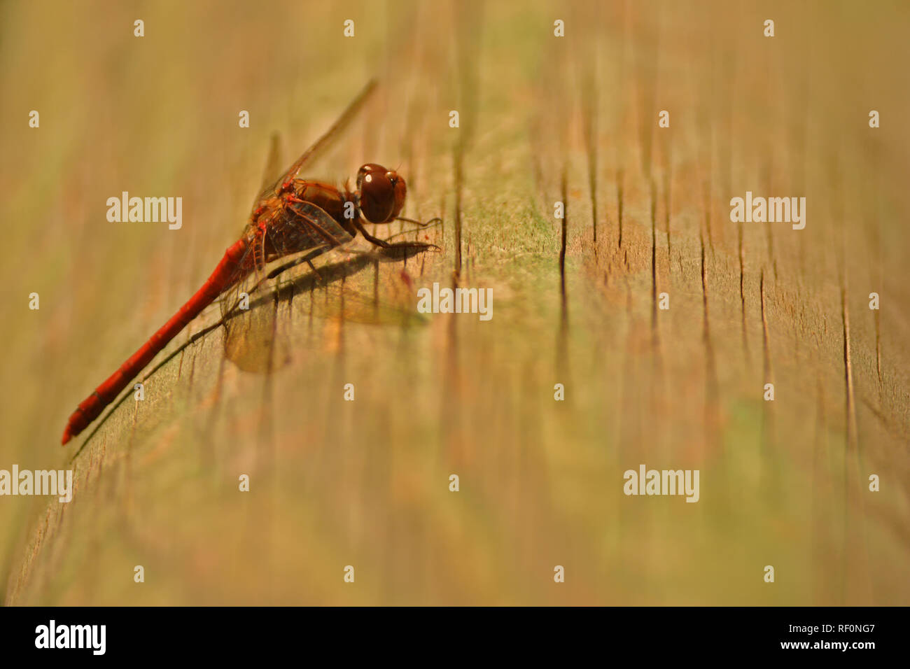 Dragonfly Resting Spot Time off Stock Photo - Alamy