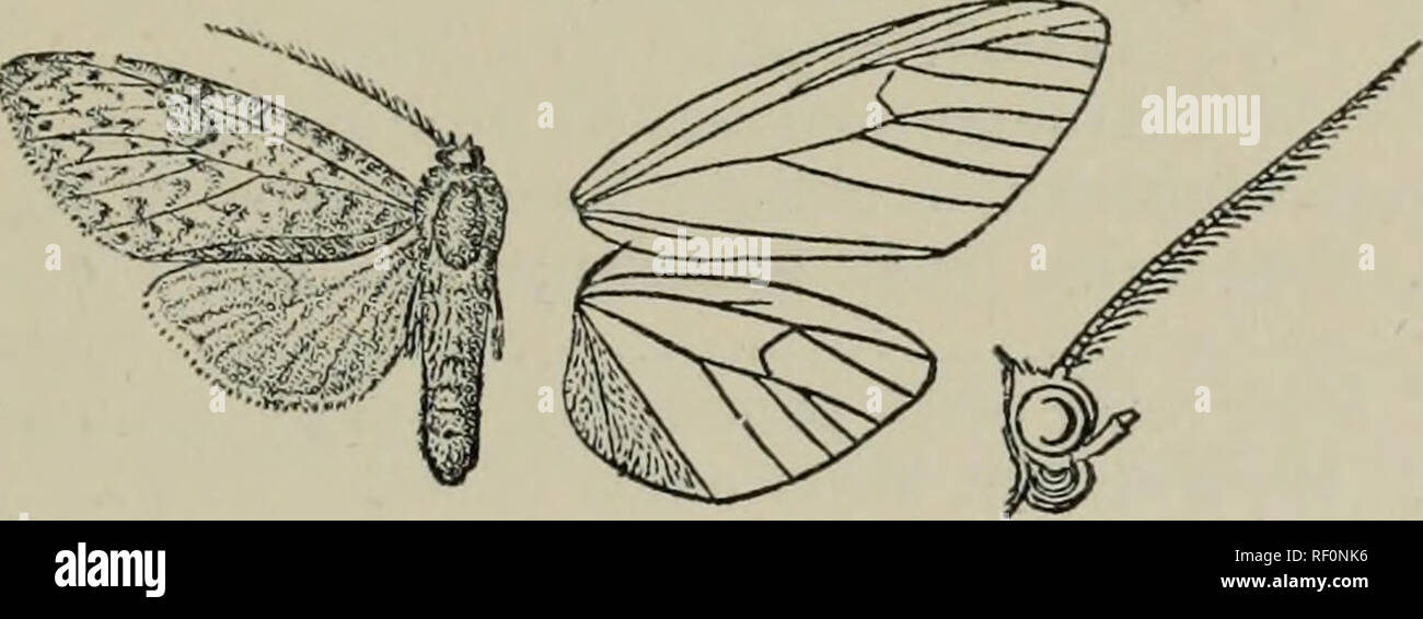 . Catalogue of the Lepidoptera Phalænæ in the British Museum. British ...
