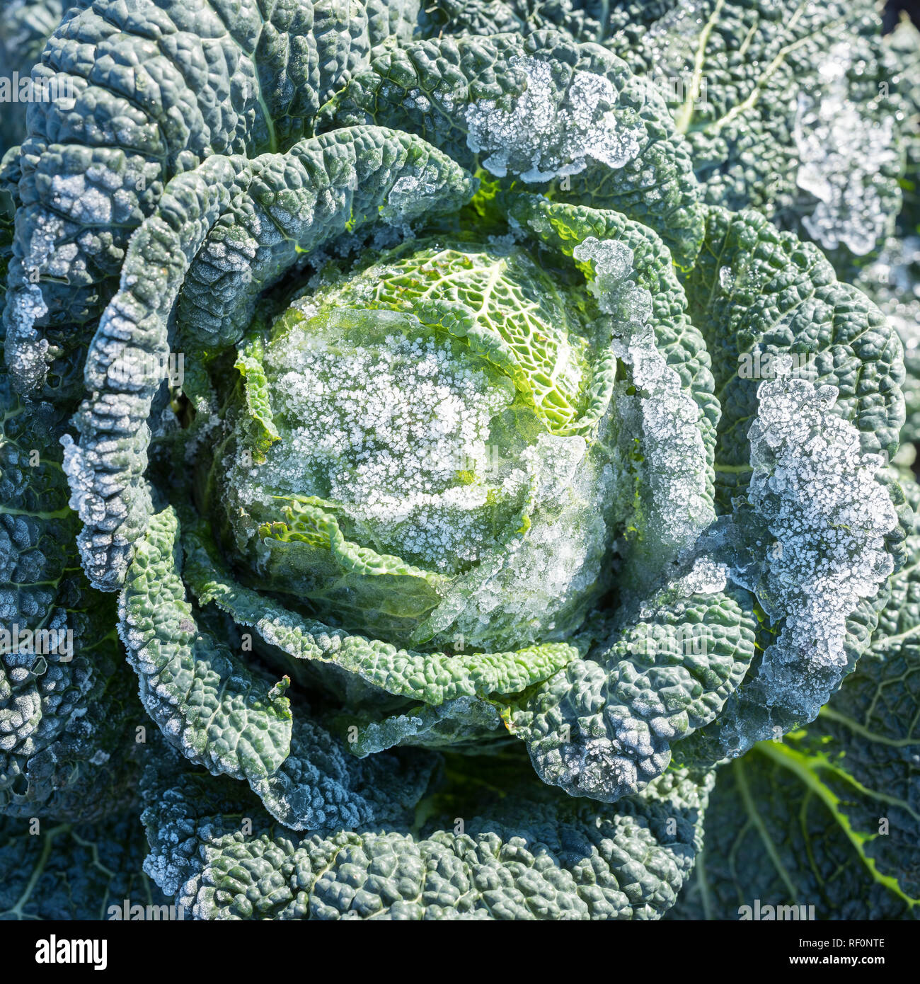 closeup of green cabbage with wintry frost in garden Stock Photo - Alamy