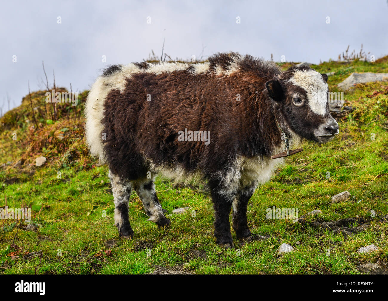 Black yak (cow) on mountain of Annapurna Range of Nepal Stock Photo - Alamy