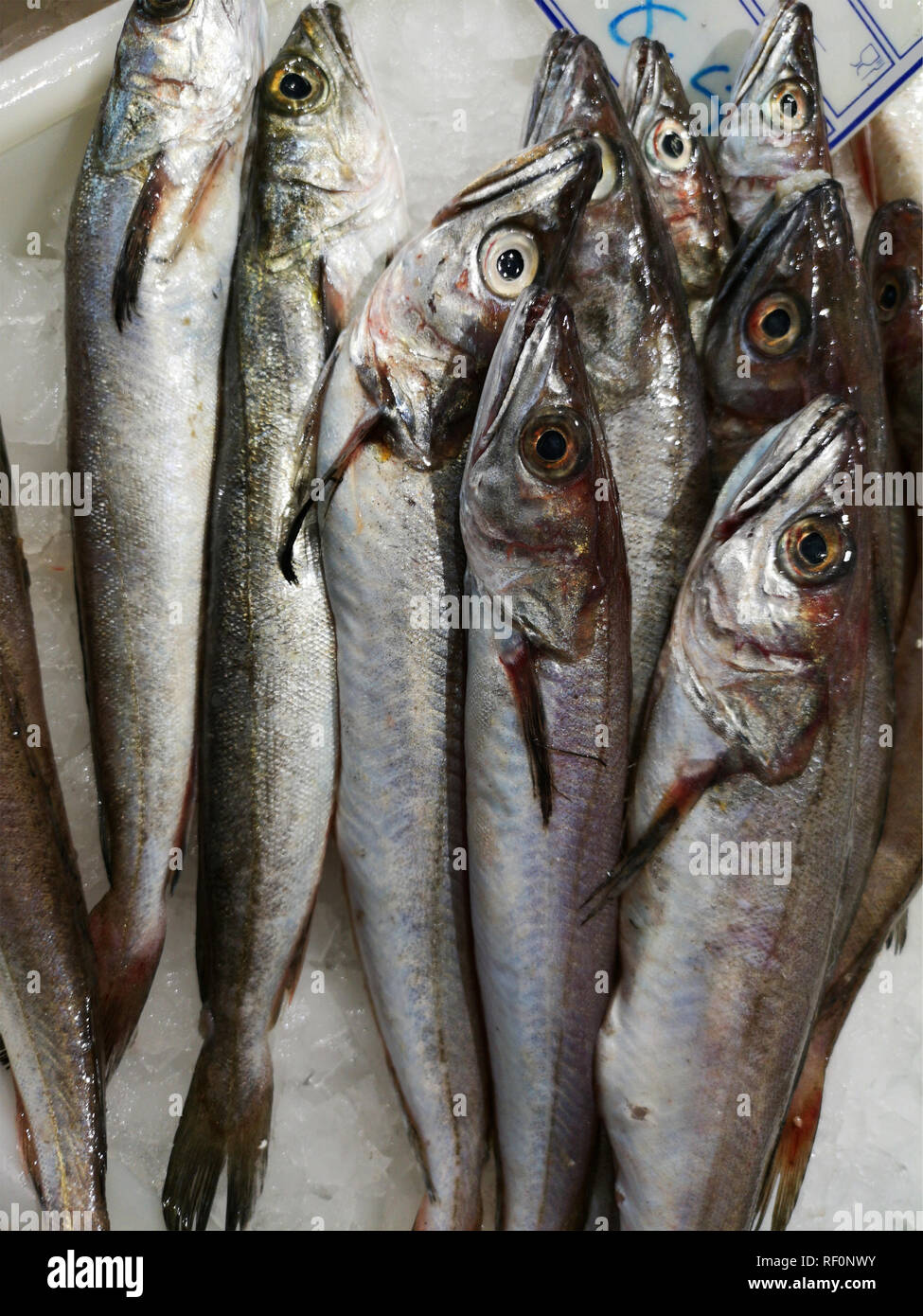 Tiefsee fisch hi-res stock photography and images - Alamy