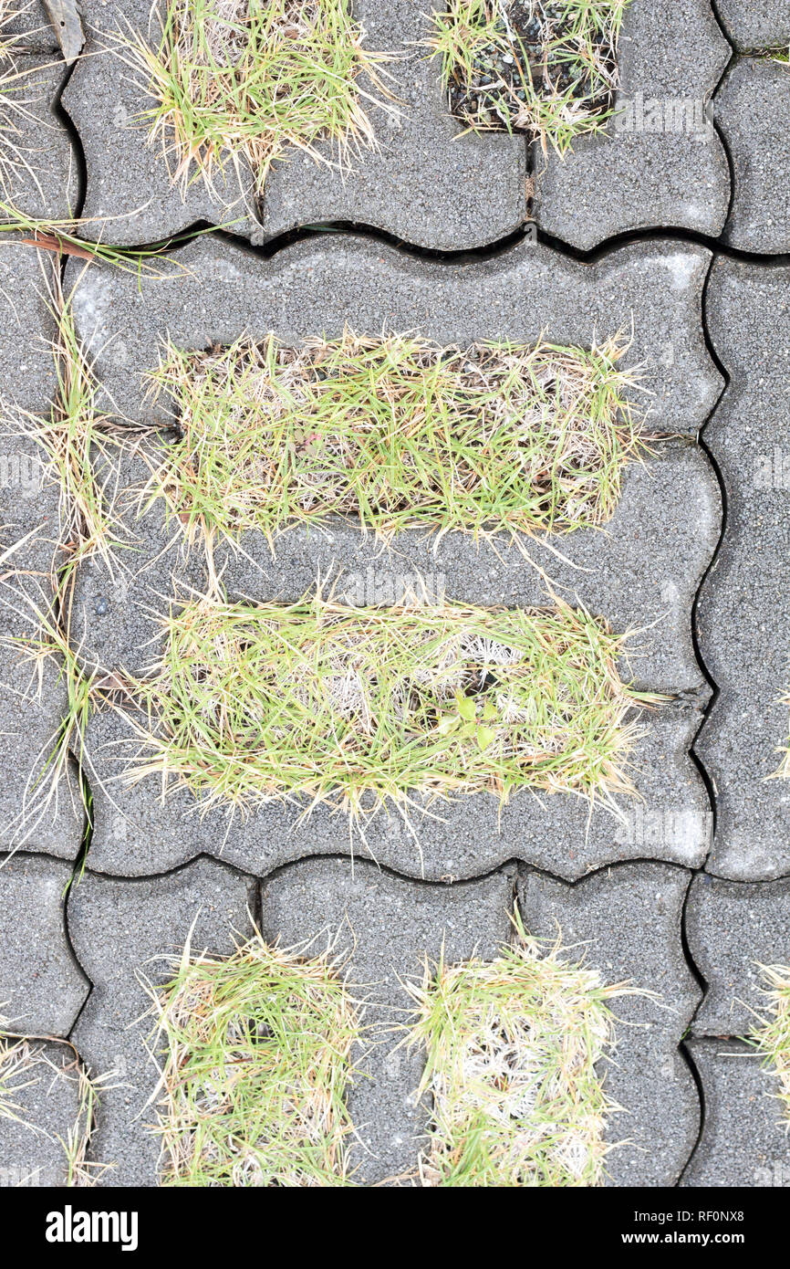 Lawn grows between concrete tiles on ground Stock Photo - Alamy
