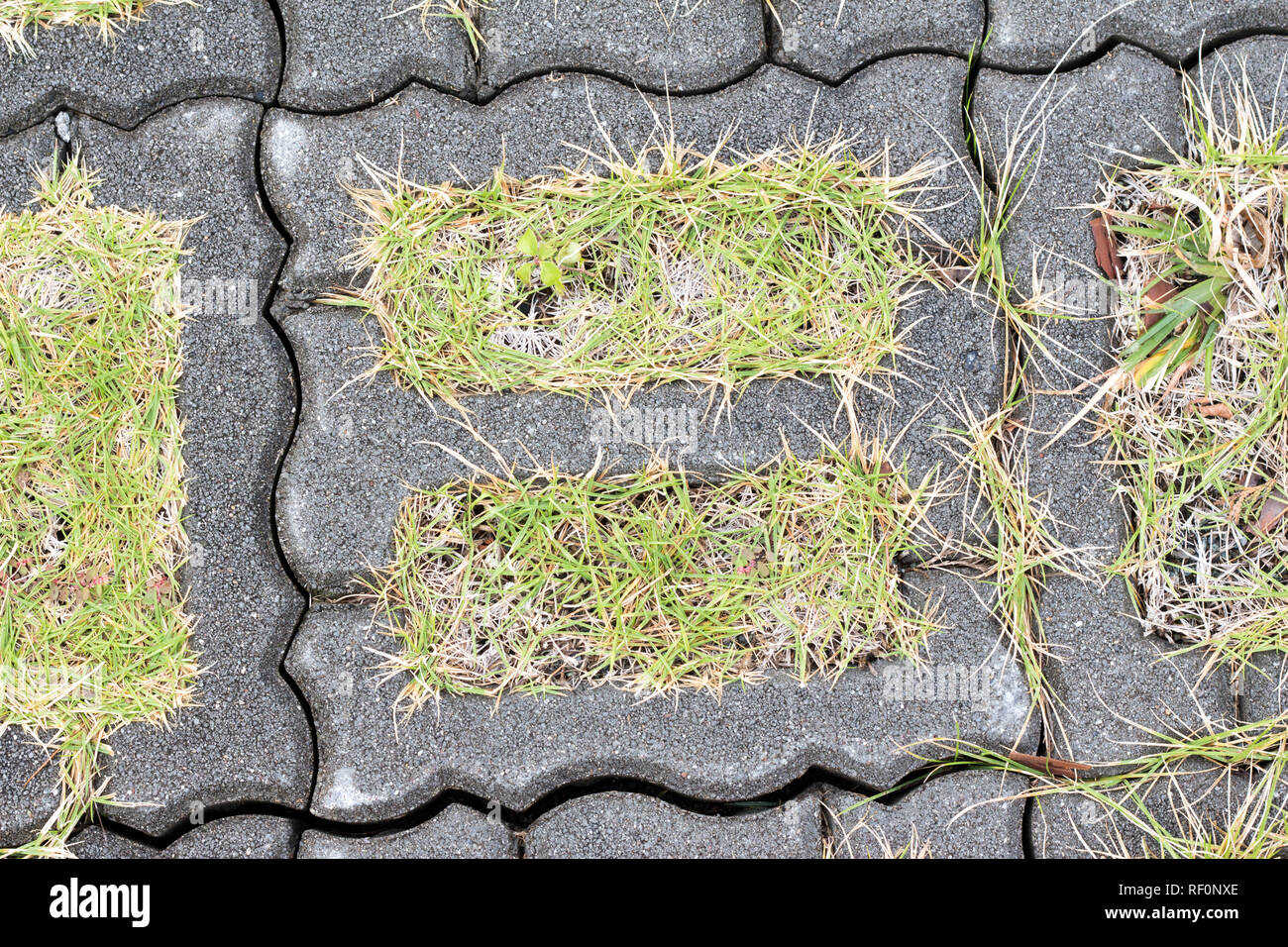 Lawn grows between concrete tiles on ground Stock Photo - Alamy