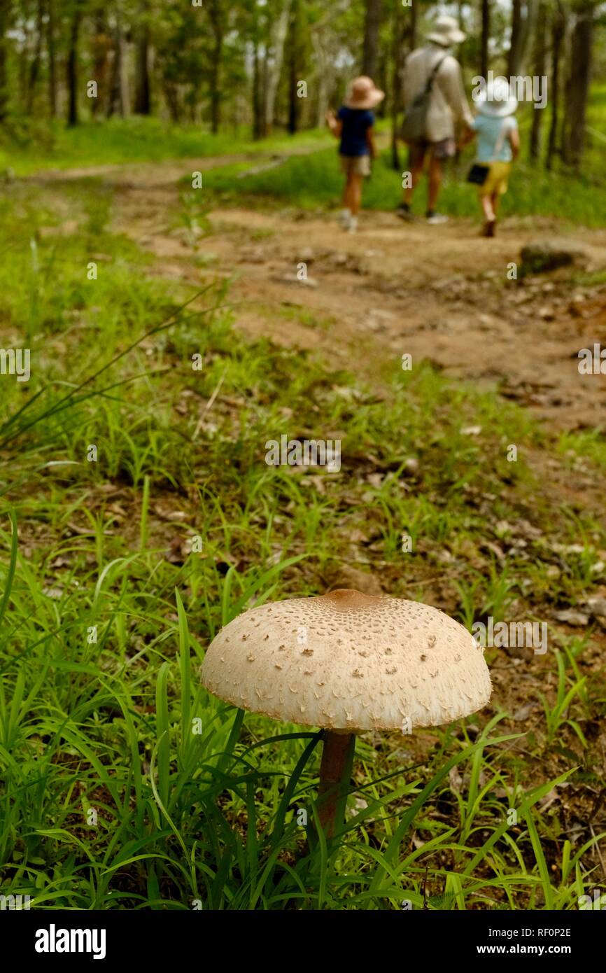 A toadstool with people in the background in a forest, Mia Mia State ...