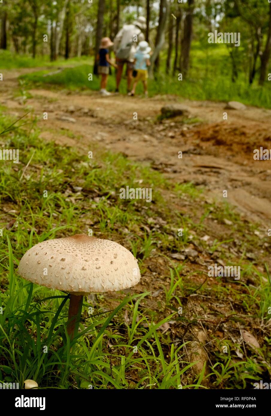 A toadstool with people in the background in a forest, Mia Mia State ...