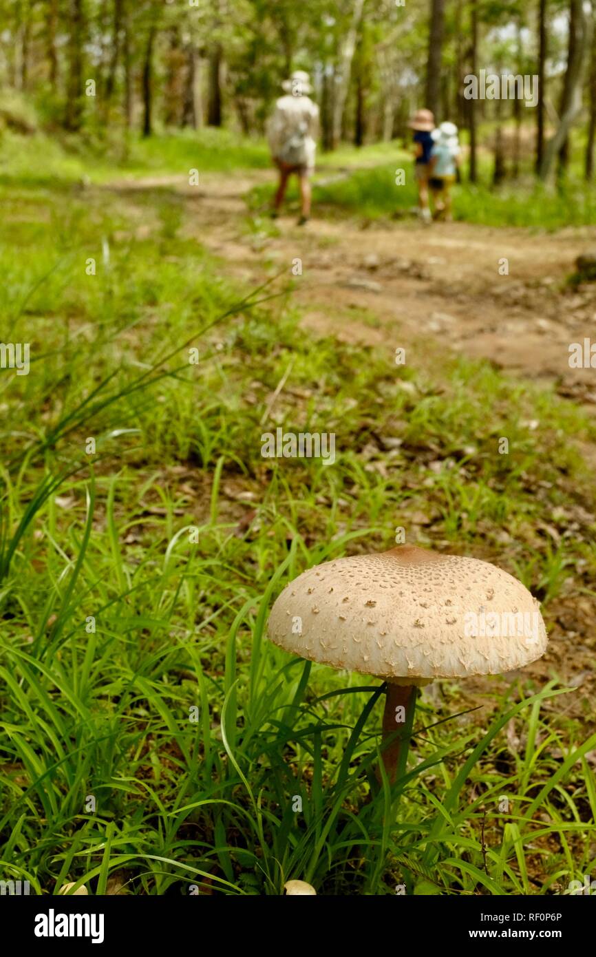 A toadstool with people in the background in a forest, Mia Mia State ...