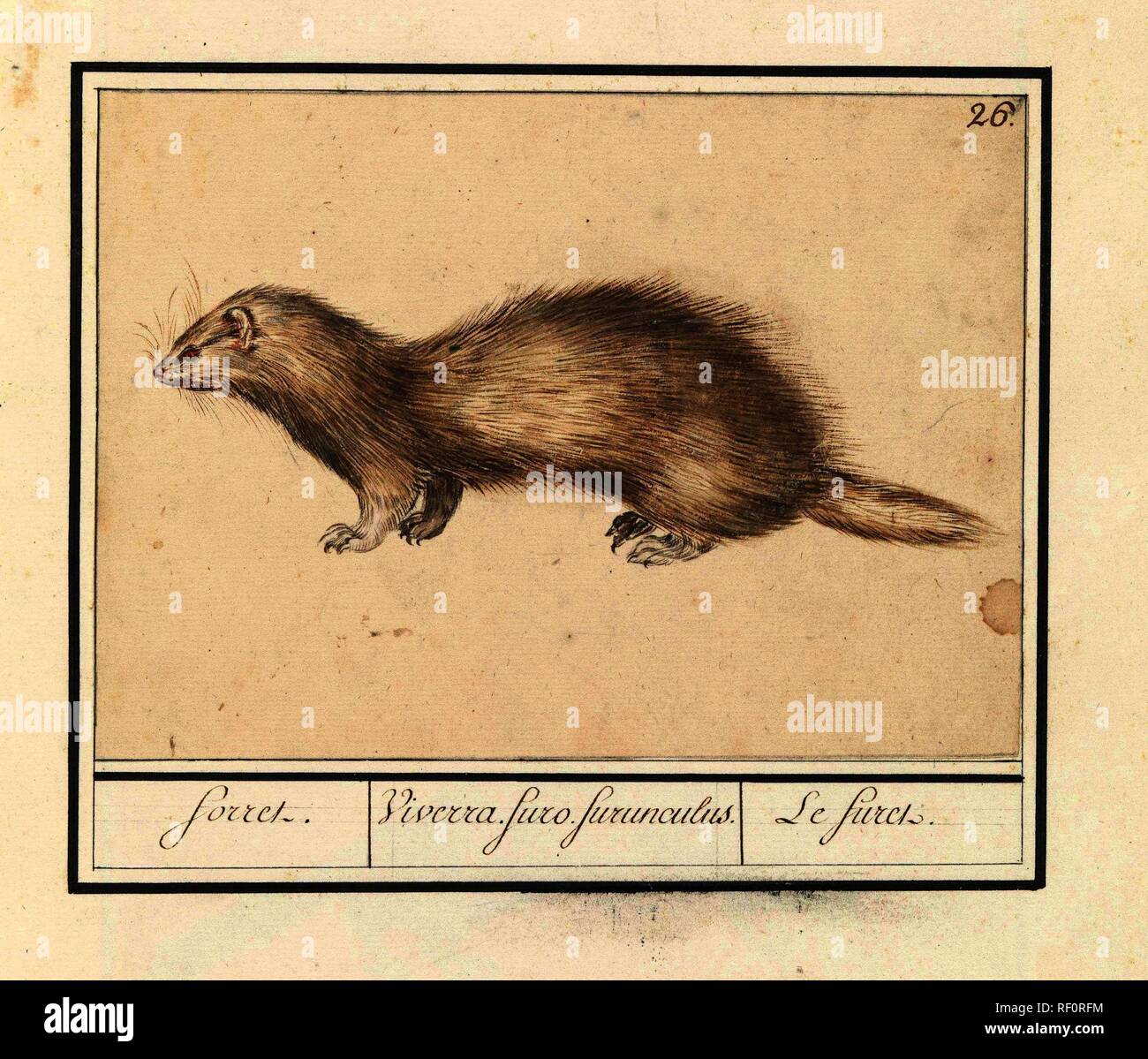 Furunculus hi-res stock photography and images - Alamy