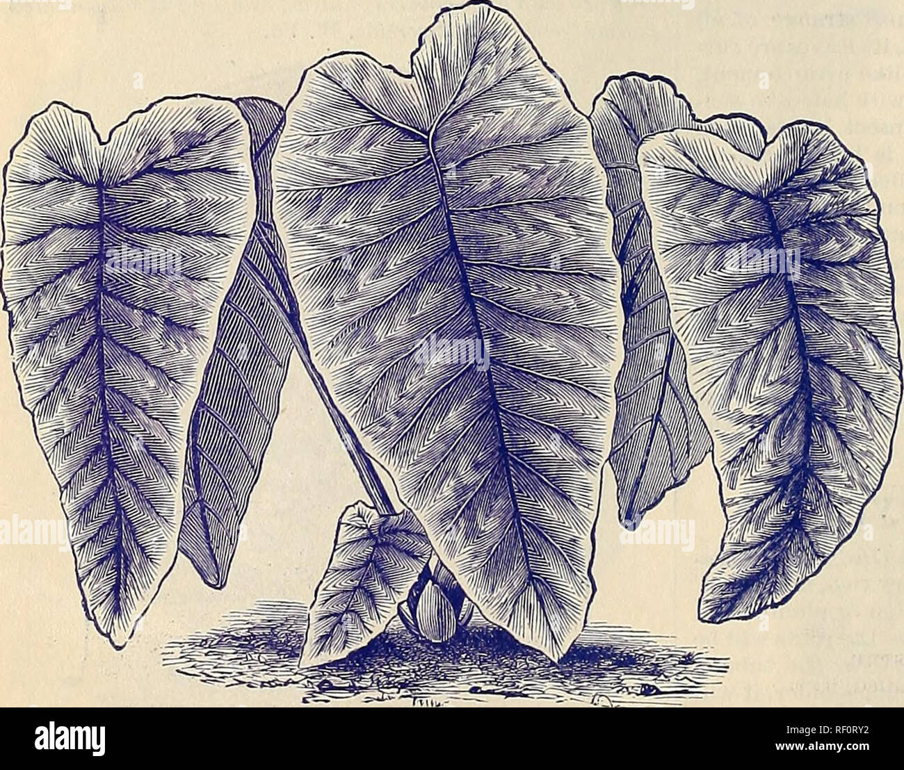 Group of pitcher plants hi-res stock photography and images - Alamy