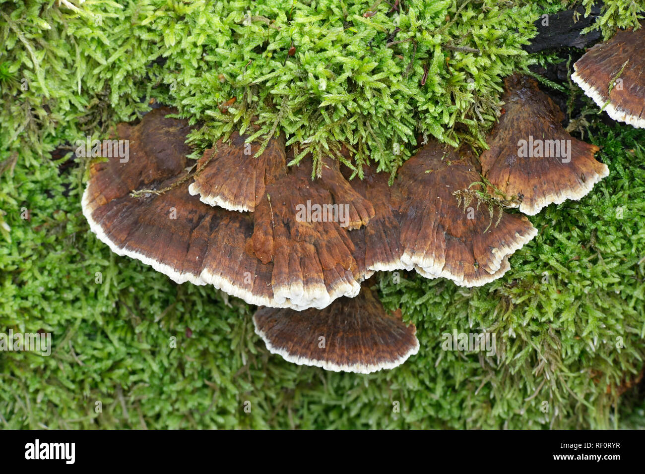 Saprobe Stock Photos & Saprobe Stock Images - Alamy