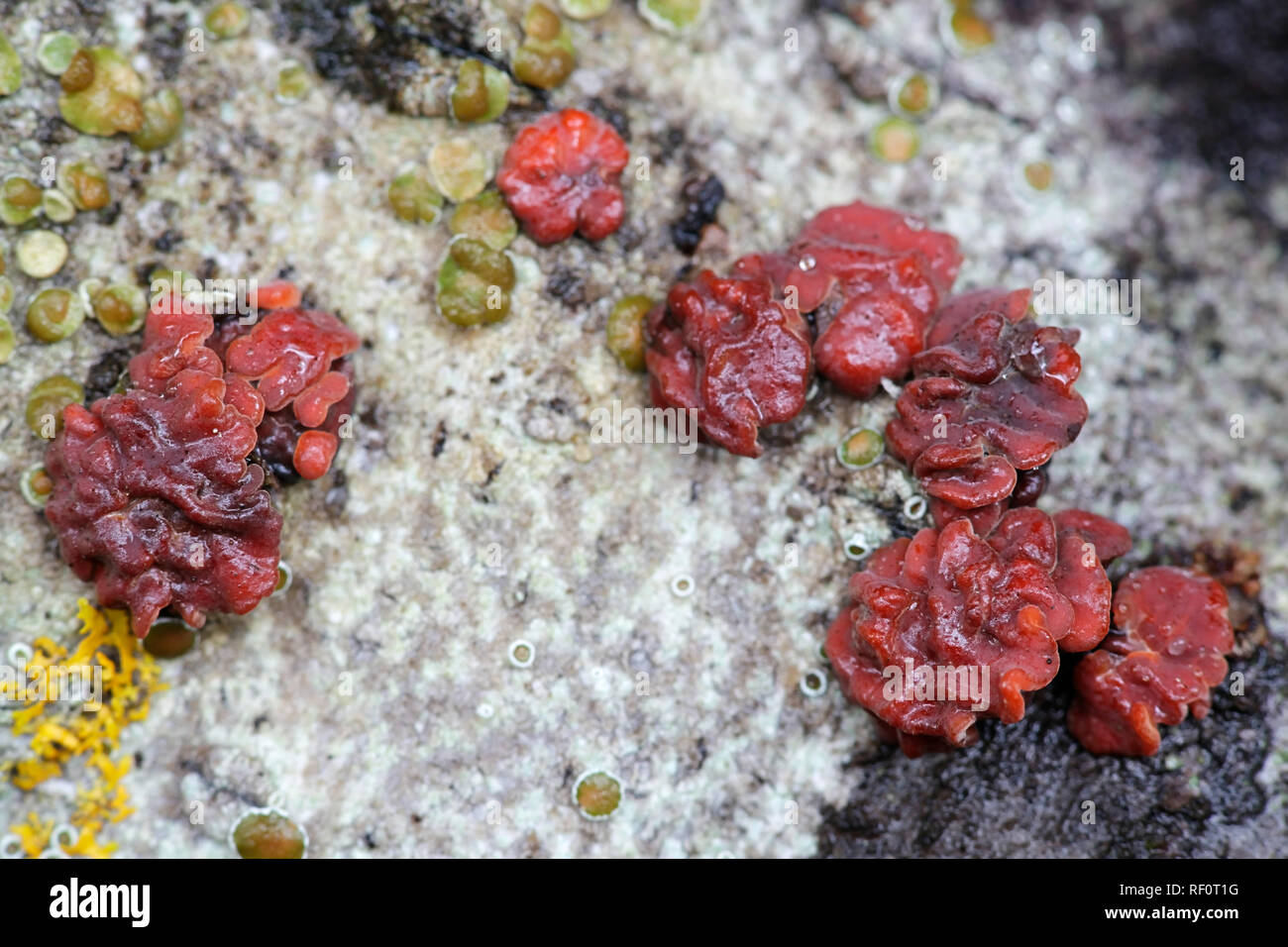 Red tree brain fungus, Peniophora rufa Stock Photo - Alamy