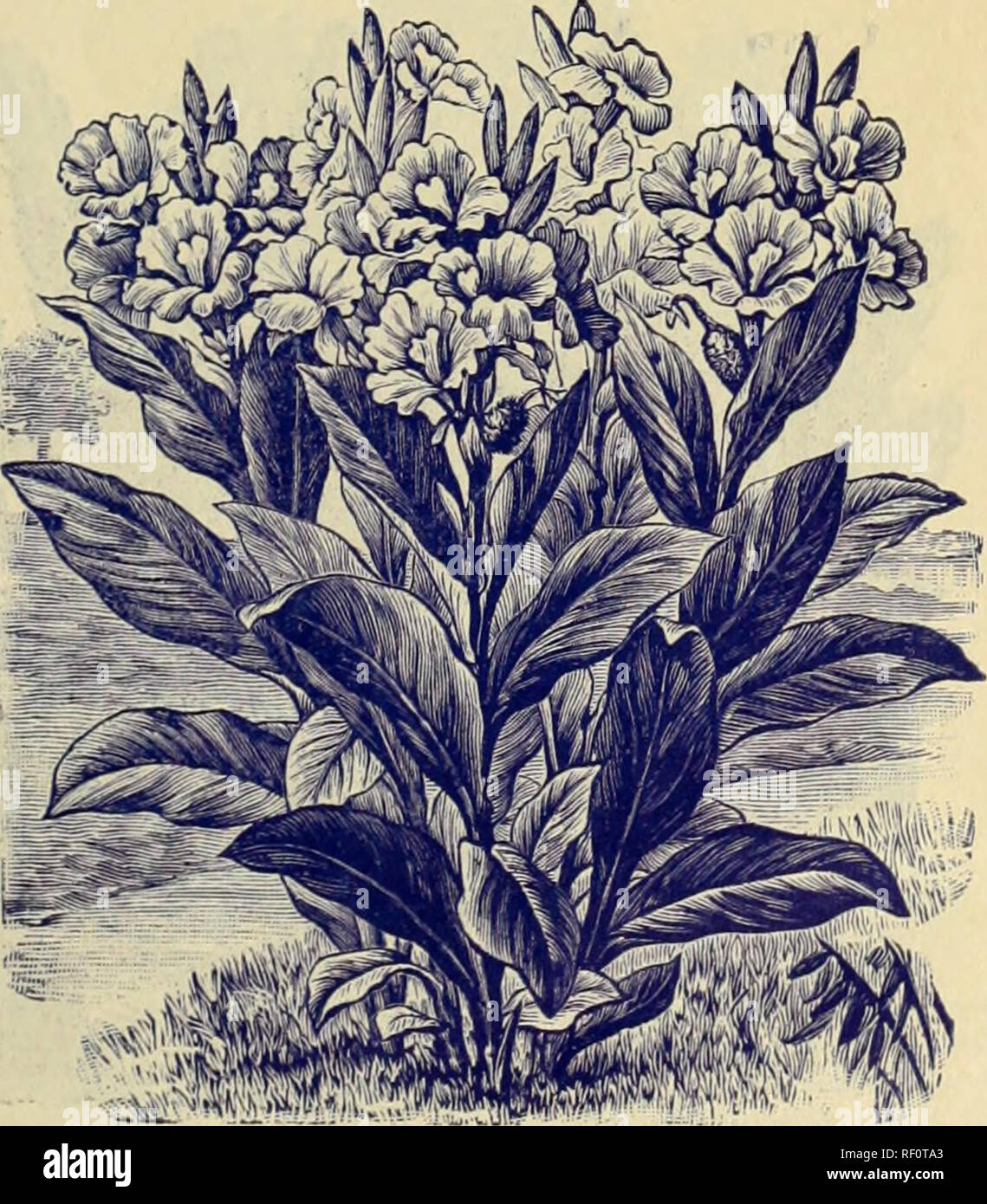 . Catalogue of rare Florida flowers and fruits. Nurseries (Horticulture ...