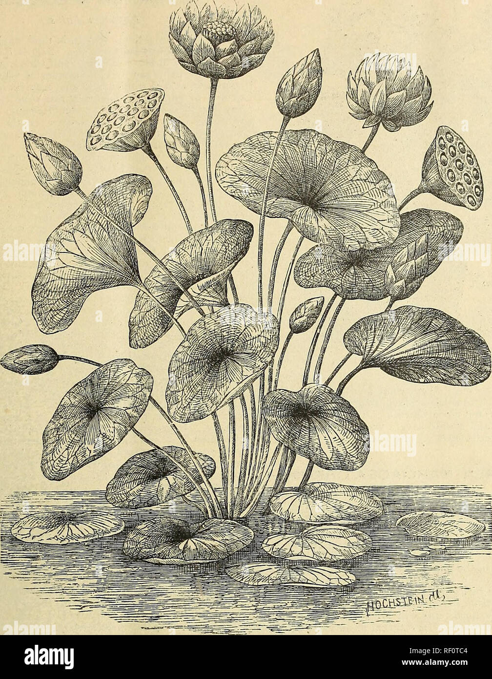 Nymphaea alba roots hi-res stock photography and images - Alamy