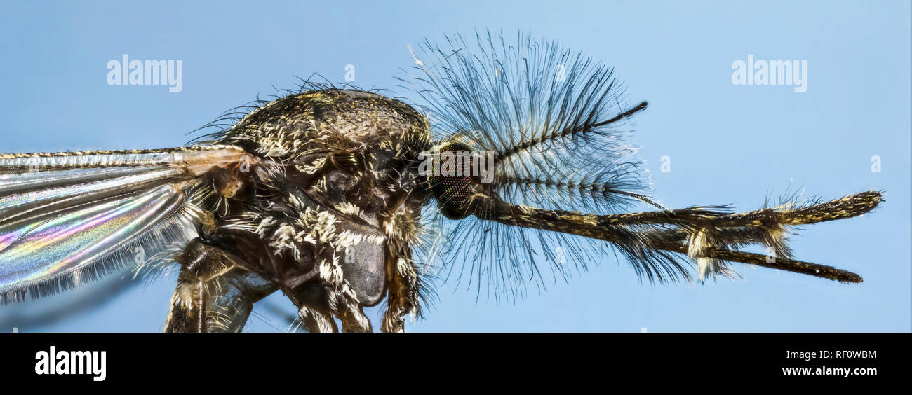 Male mosquito panorama side view focus stacked magnified Stock Photo ...