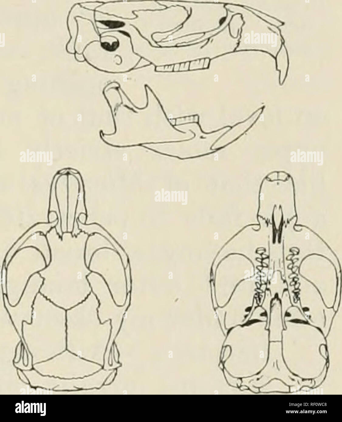 . Catalogue of the mammals of Western Europe (Europe exclusive of ...