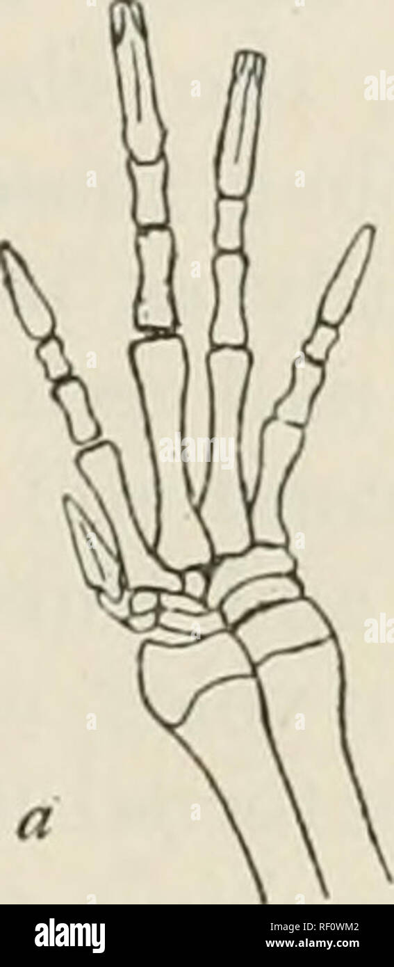 . Catalogue of the mammals of Western Europe (Europe exclusive of ...