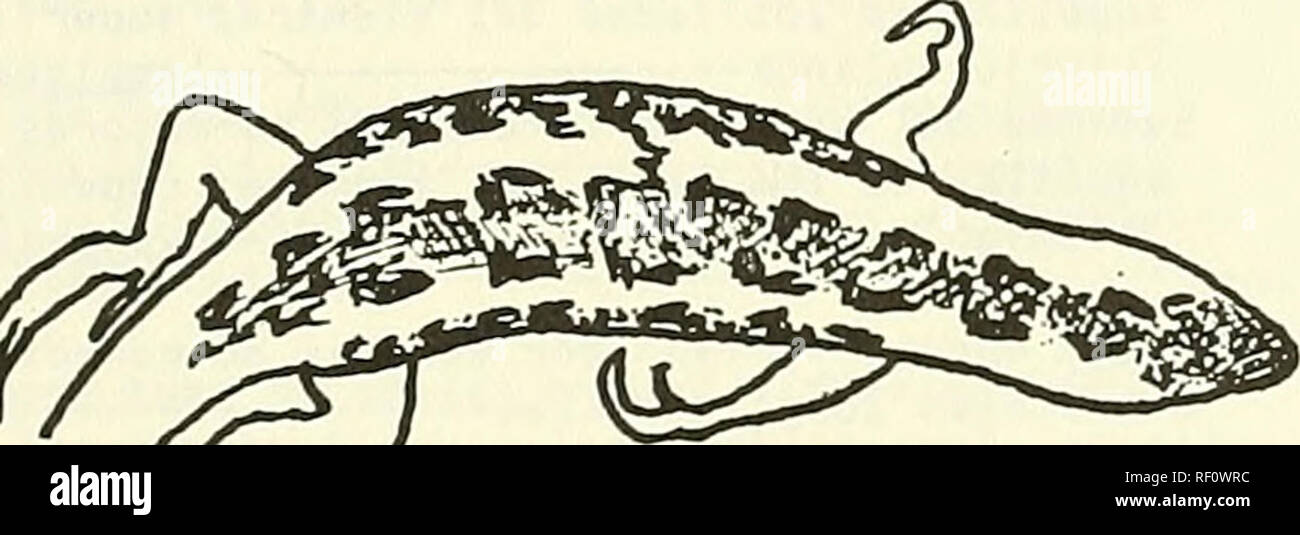 Manchas oscuras hi-res stock photography and images - Alamy