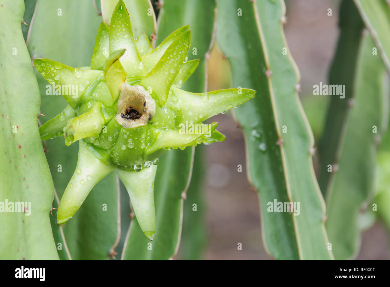 Dragon fruit,Pitaya on tree Stock Photo - Alamy