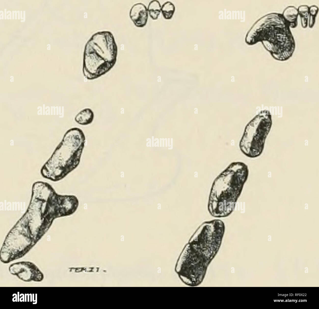 Curved canines hi-res stock photography and images - Alamy